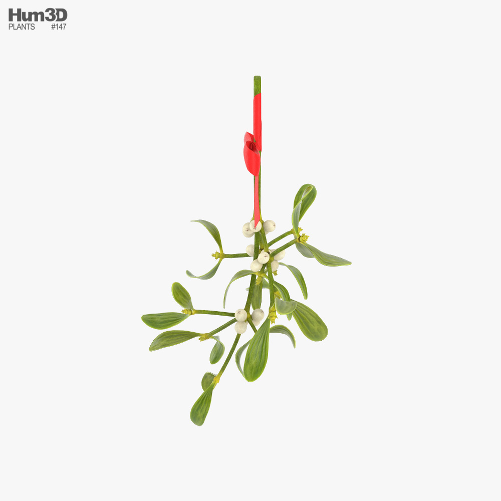 Mistletoe Sprig 3D model - Download in MAX, OBJ, FBX, C4D