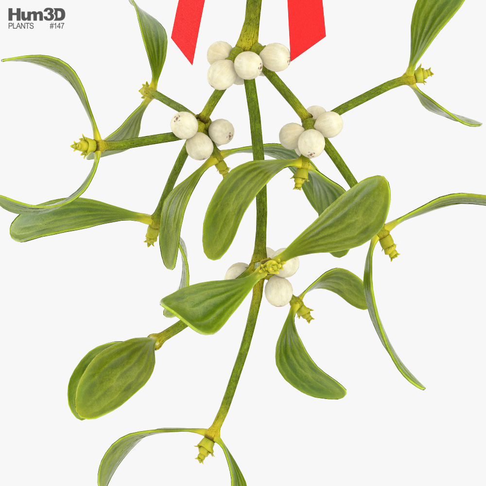 Mistletoe Sprig 3D model - Download in MAX, OBJ, FBX, C4D