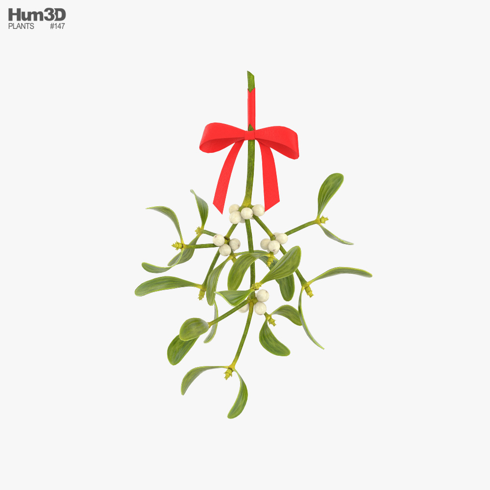 Mistletoe Sprig 3D model - Download in MAX, OBJ, FBX, C4D